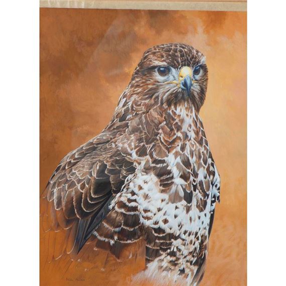 Neil Allen | Study of a Buzzard | MutualArt