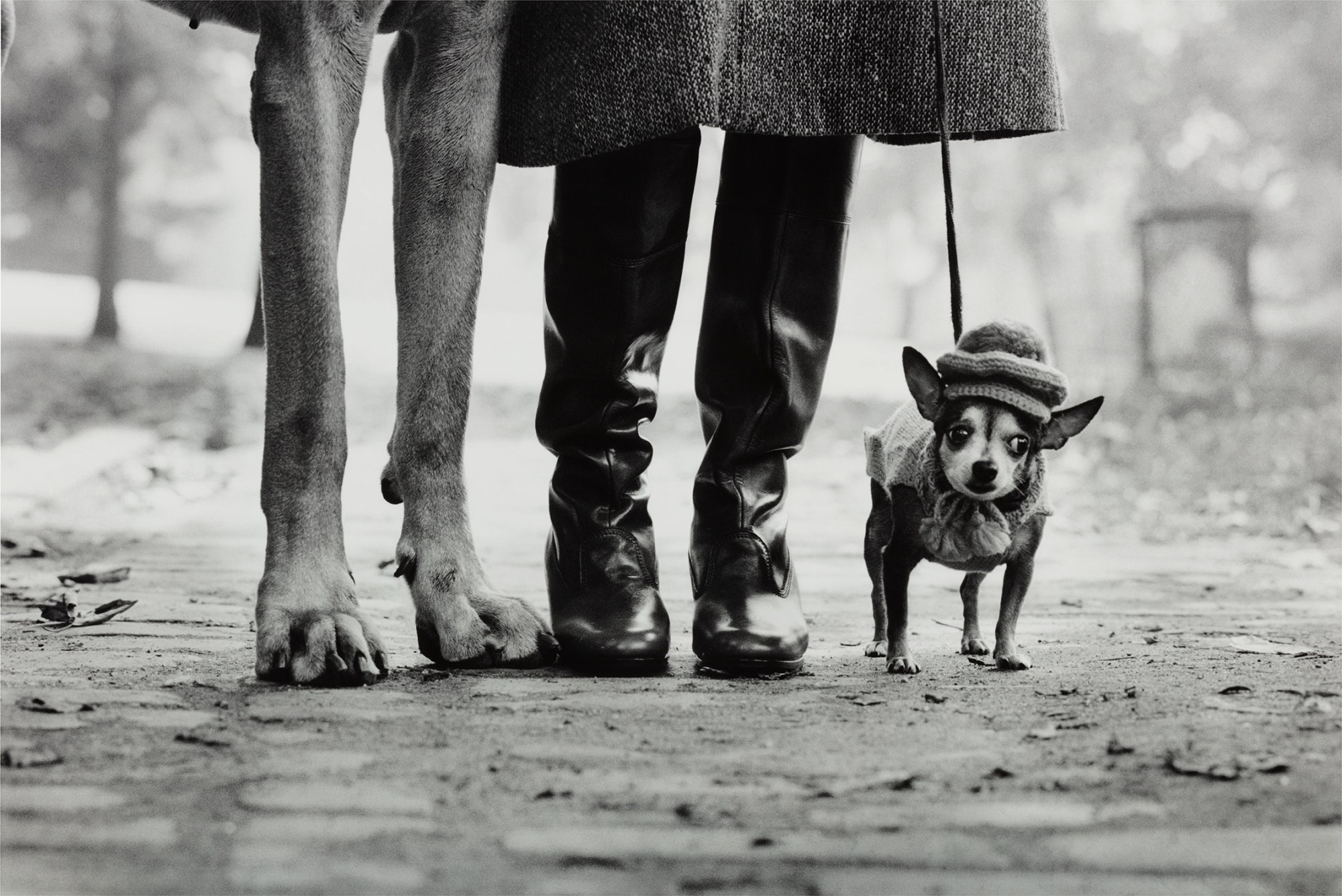 Elliott Erwitt | Dog Legs, New York City | MutualArt