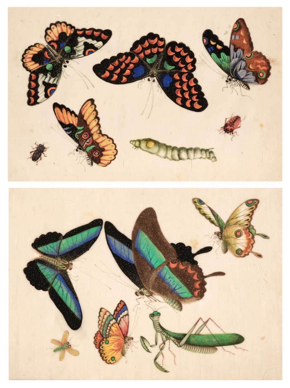 Chinese School, 19th Century | Album of mainly butterfly pith paintings ...