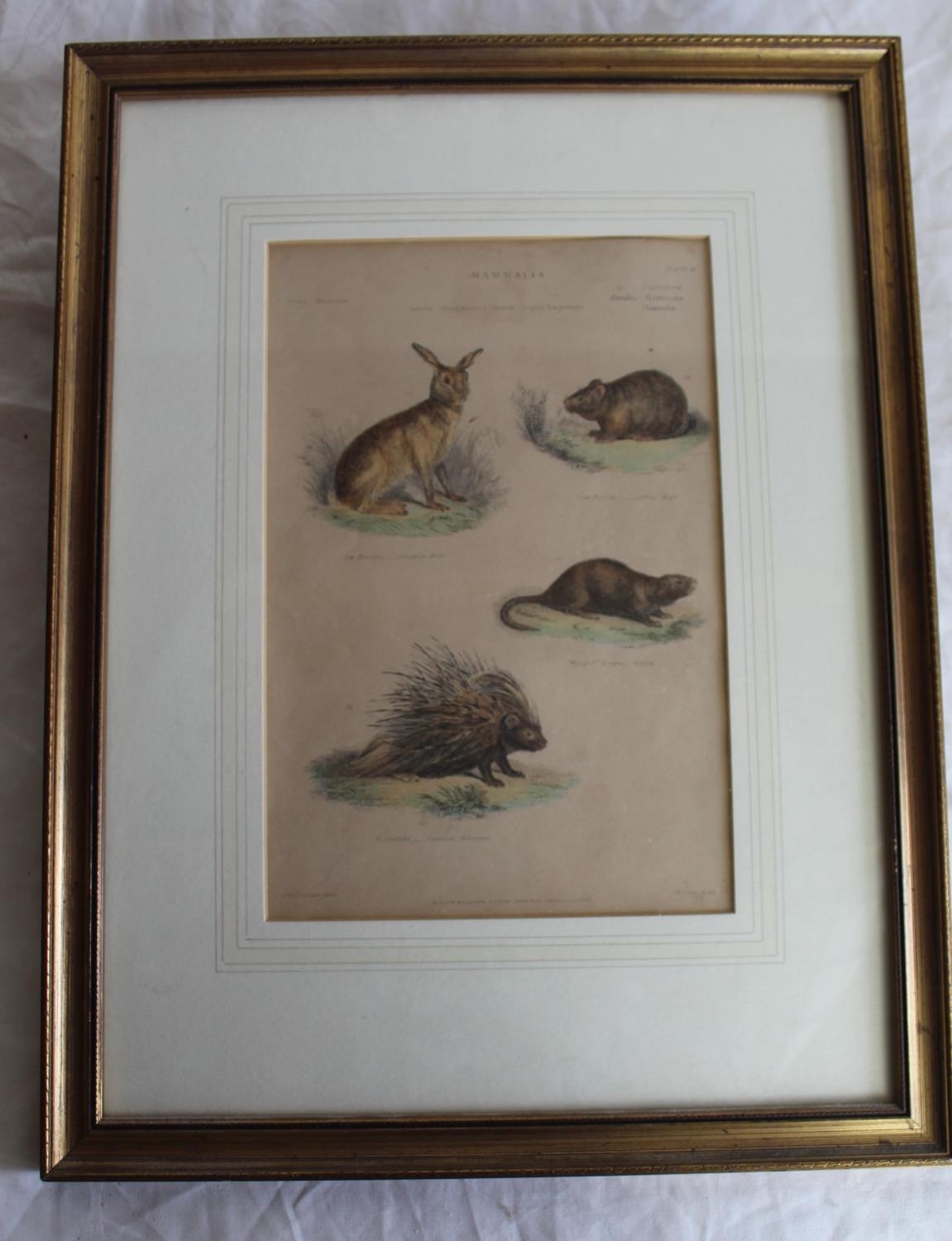 Charles Landseer | Mammalia | MutualArt