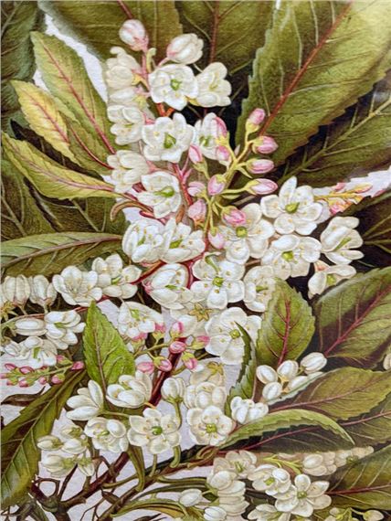 Louisa Anne Meredith | TASMANIAN LAUREL | MutualArt