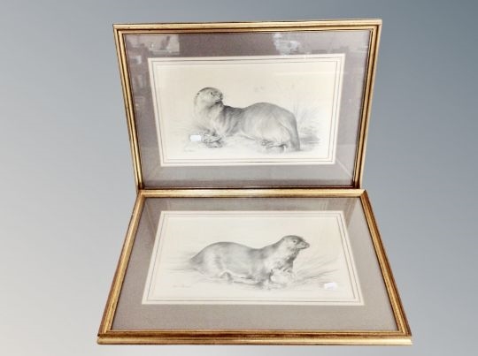 John Uzzell Edwards | John Edwards : Otters, a pair of pencil sketches ...