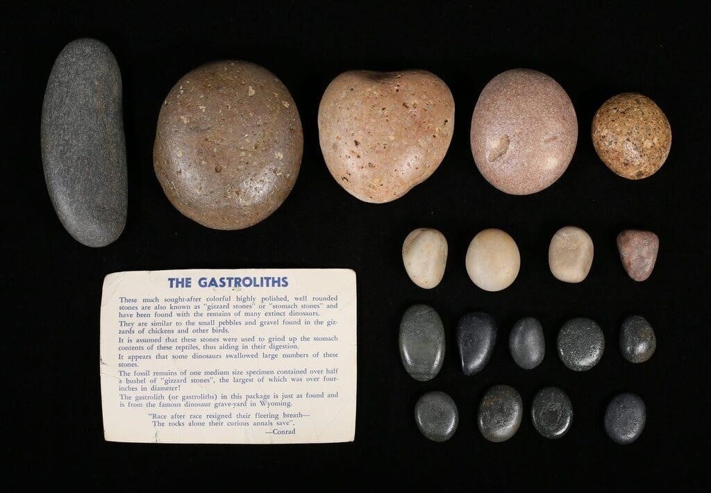 Unknown | Gastroliths Dinosaur Gizzard Wyoming | MutualArt