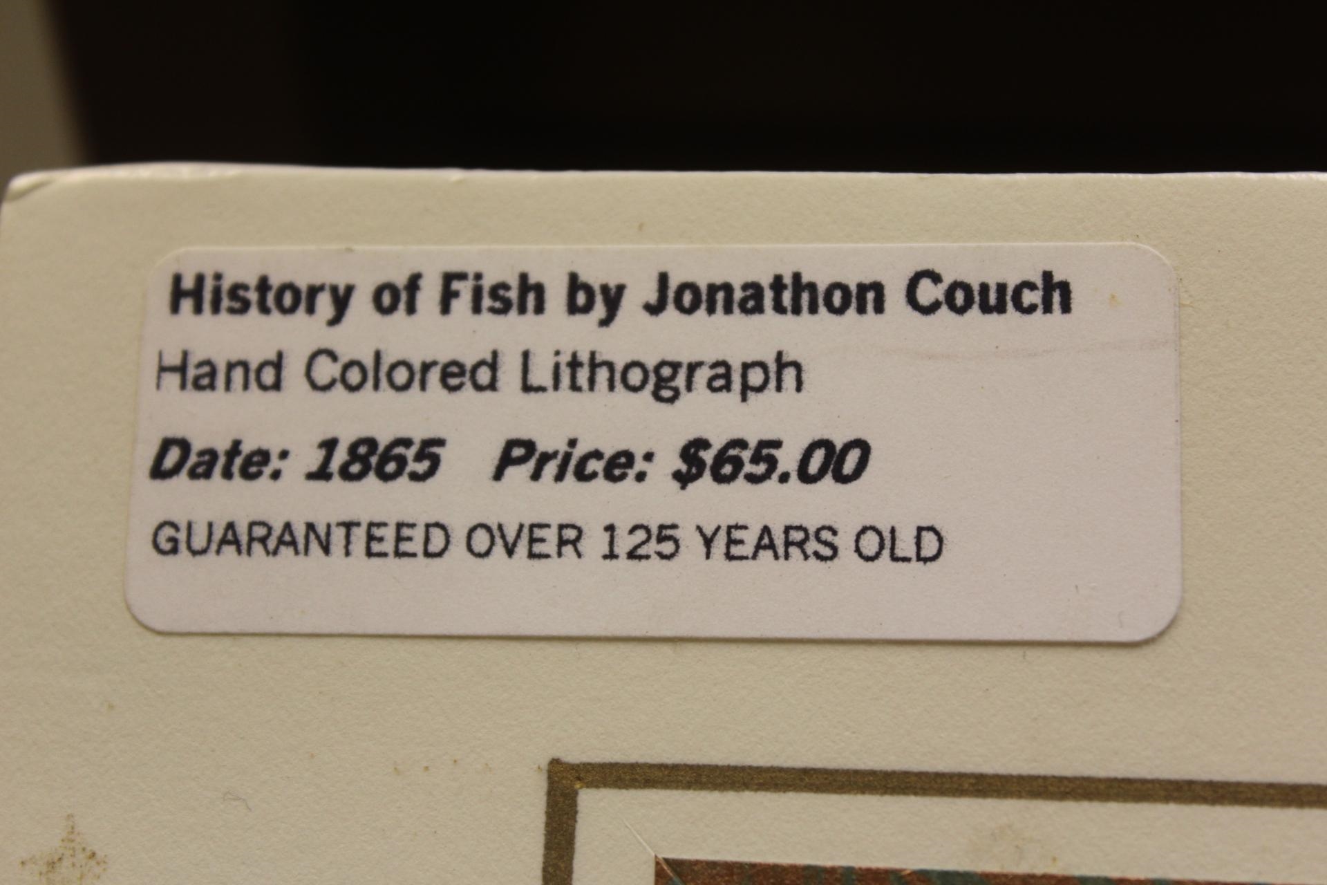 Jonathan Couch | History of Fish | MutualArt