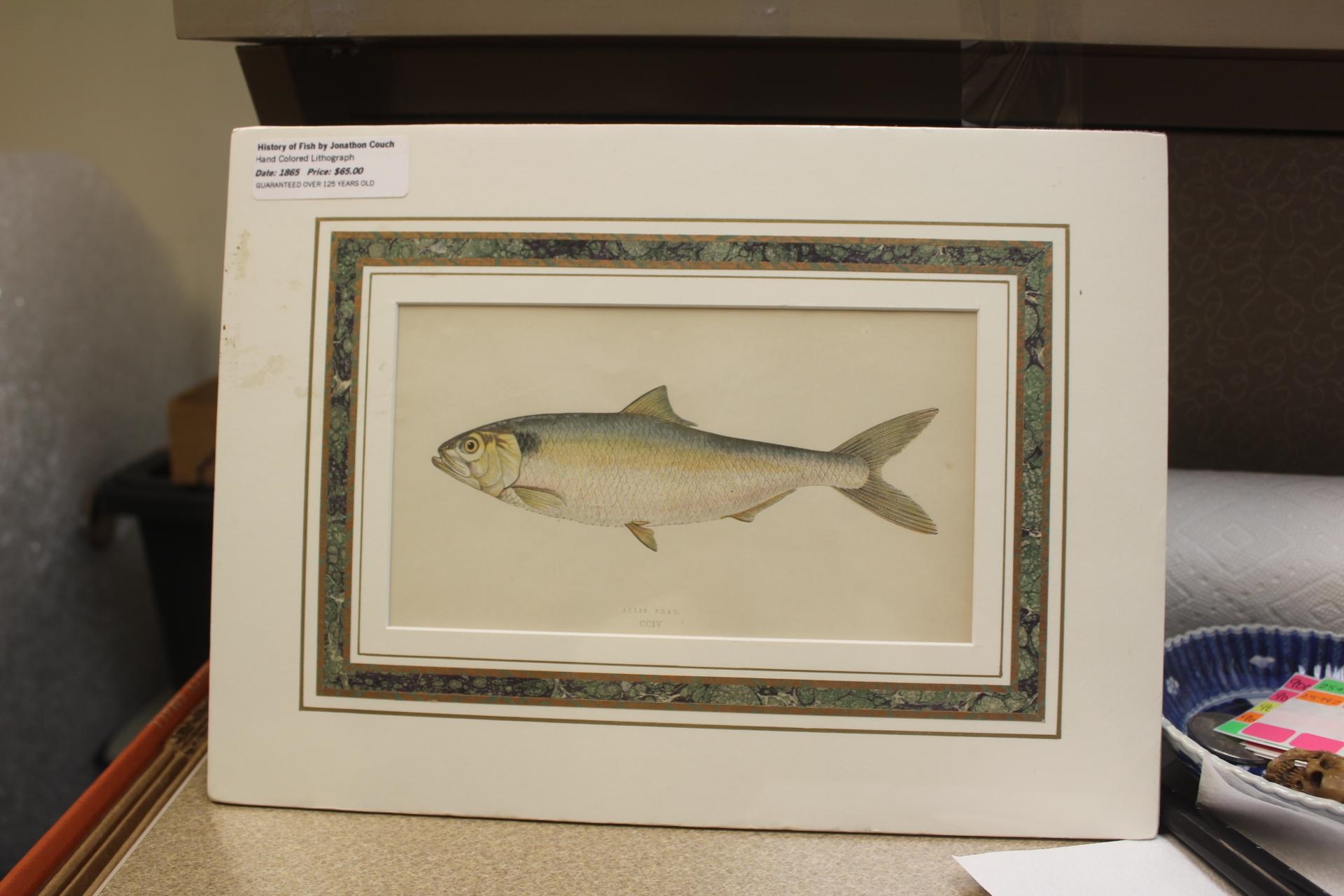 Jonathan Couch | History of Fish by Jonathan Couch Lithograph | MutualArt