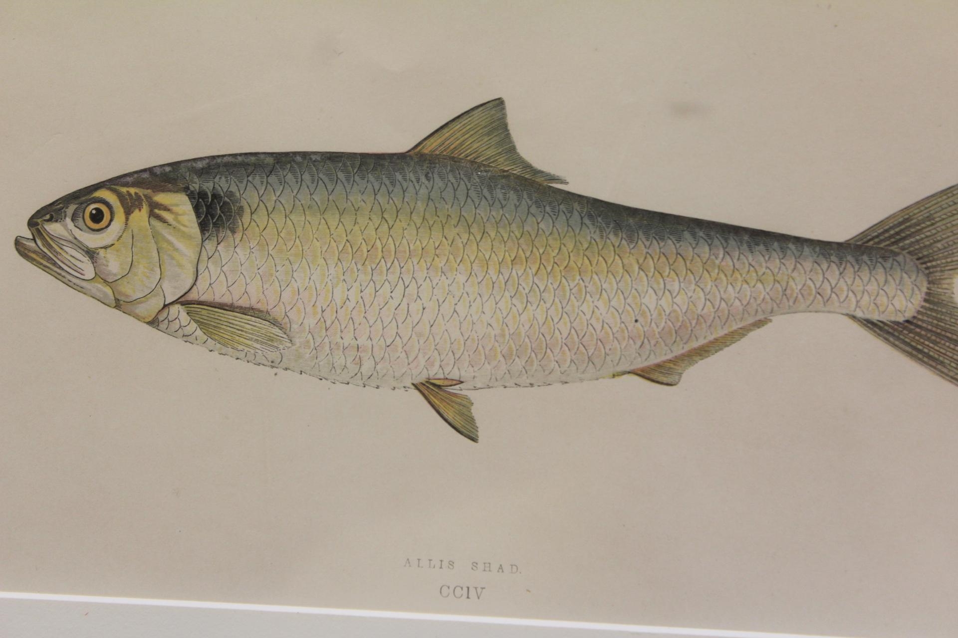 Jonathan Couch | History of Fish | MutualArt