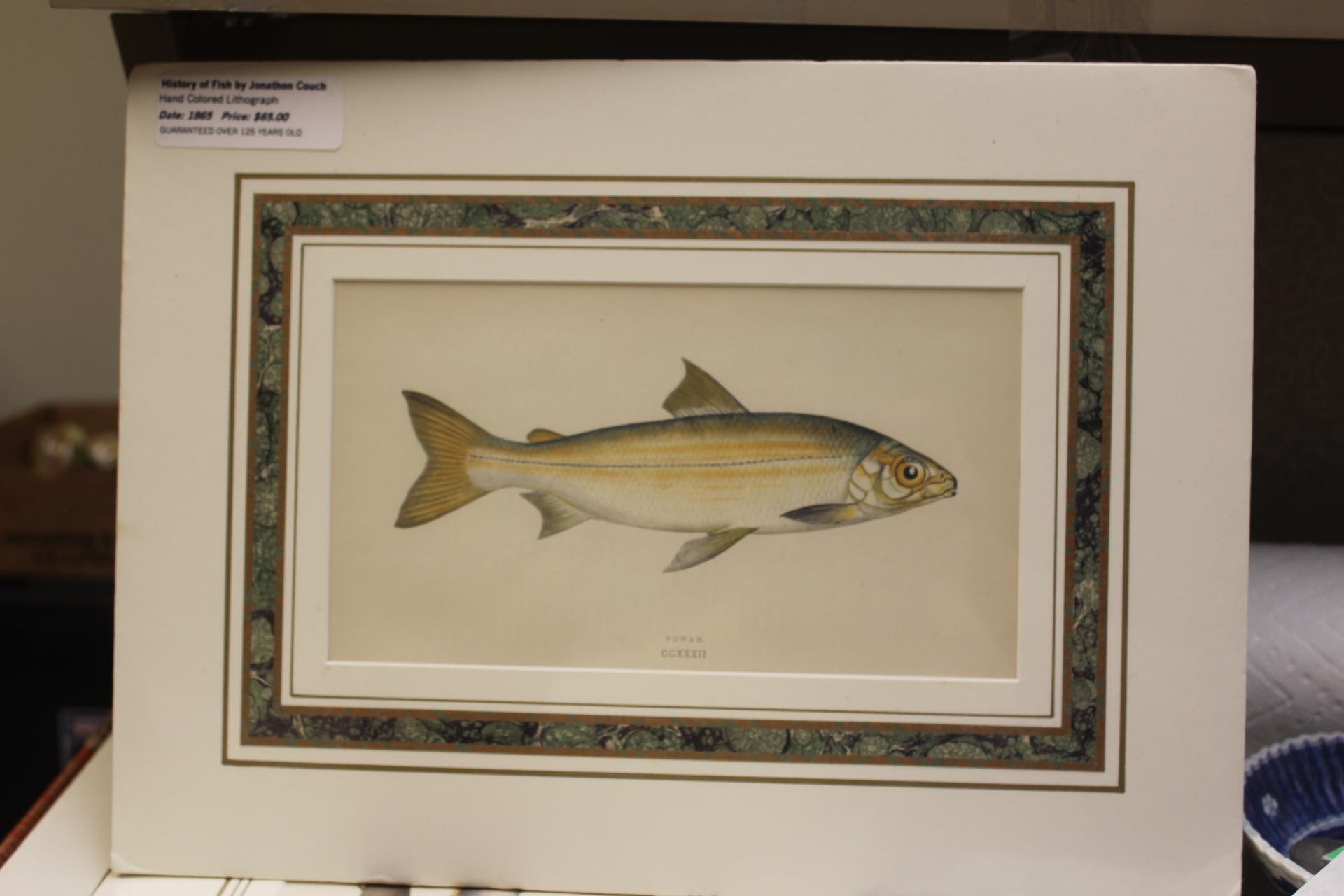 Jonathan Couch | History of Fish by Jonathan Couch Lithograph | MutualArt
