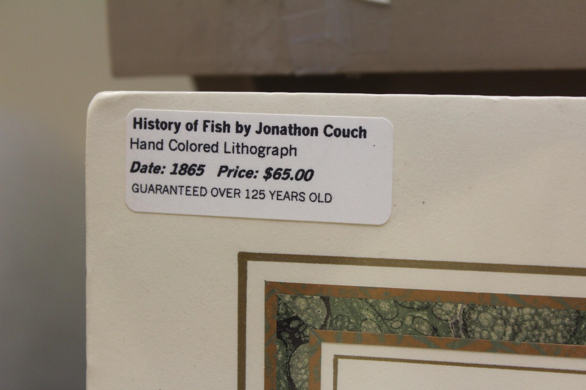 Jonathan Couch | History of Fish | MutualArt