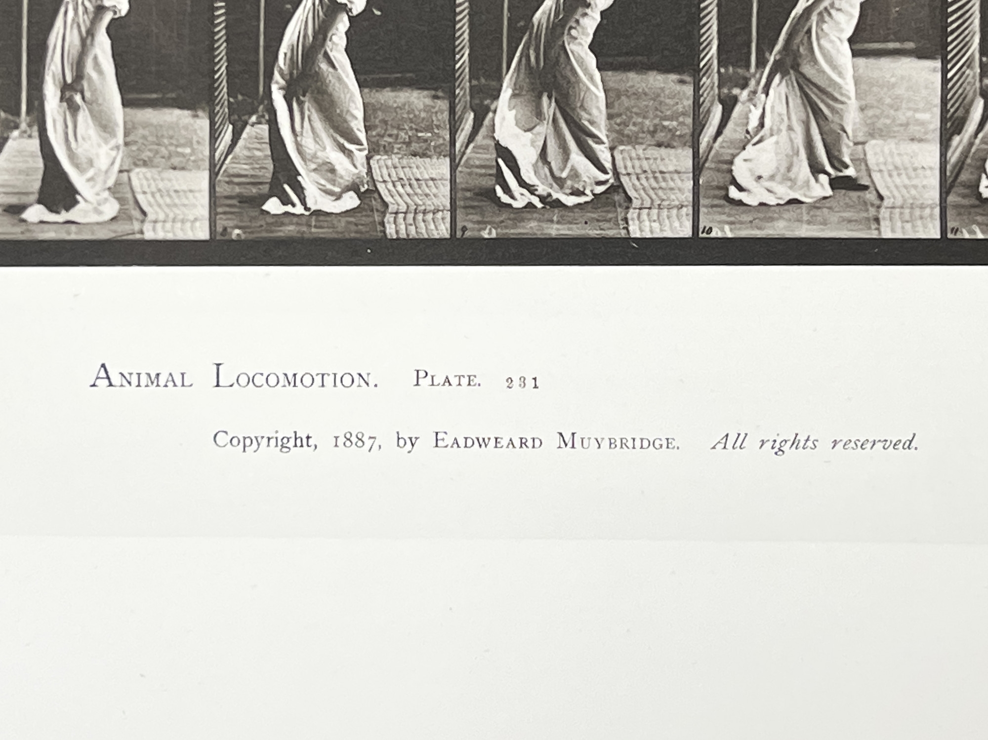 Eadweard Muybridge | Eadward Muybridge - Animal Locomotion (Plate 231 ...
