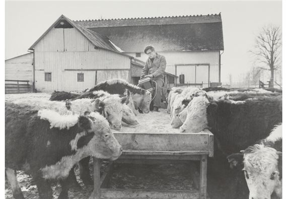 Dennis Stock | James Dean Playing the Conga and Feeding the Cows on His ...
