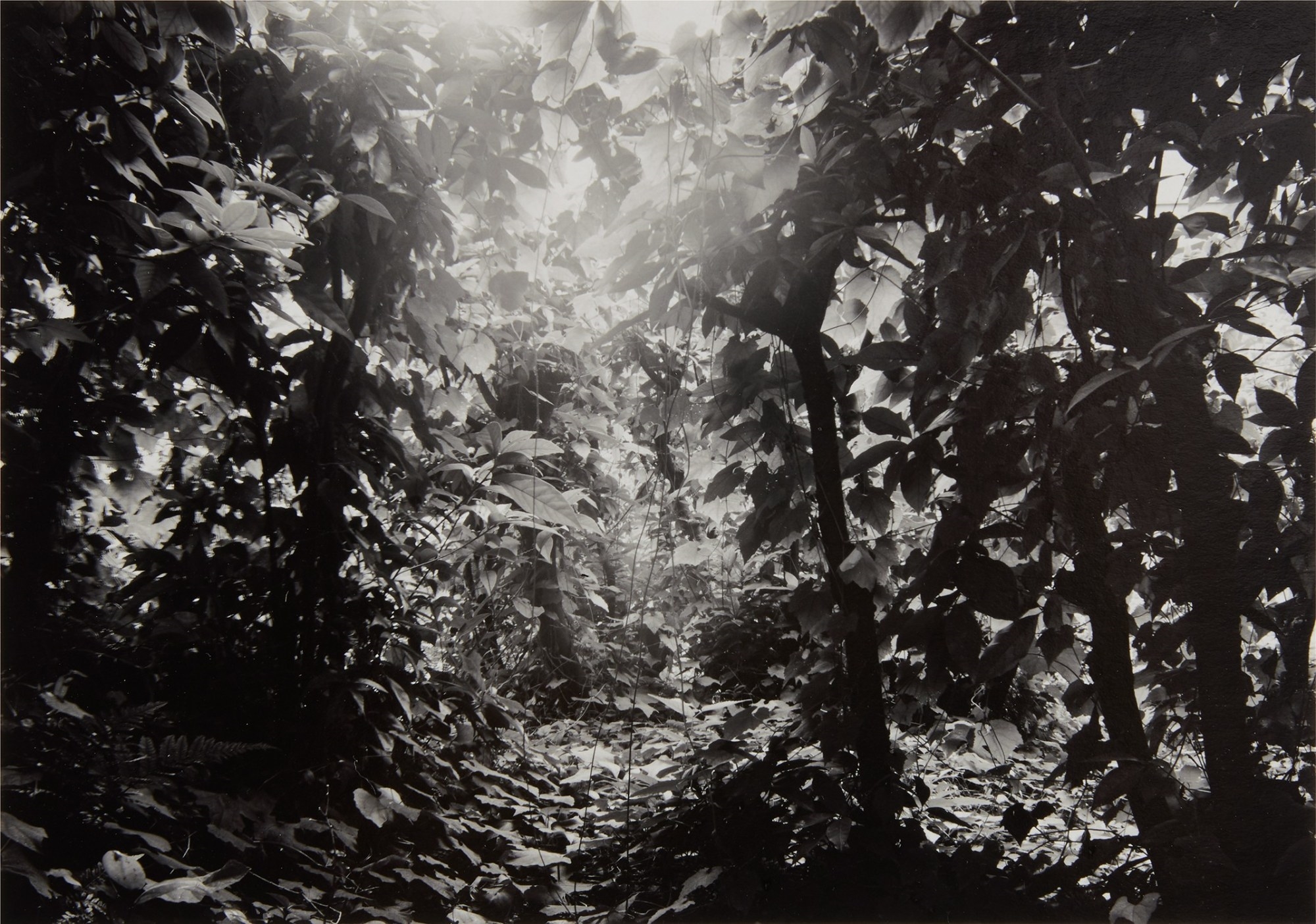 Thomas Joshua Cooper | Five Selected Images | MutualArt