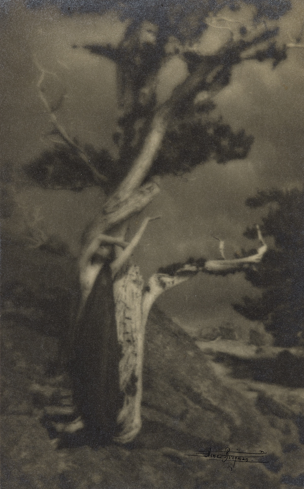 Anne Brigman | The Pine Sprite (1911) | MutualArt