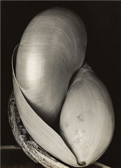 Edward Weston | Shells. | MutualArt