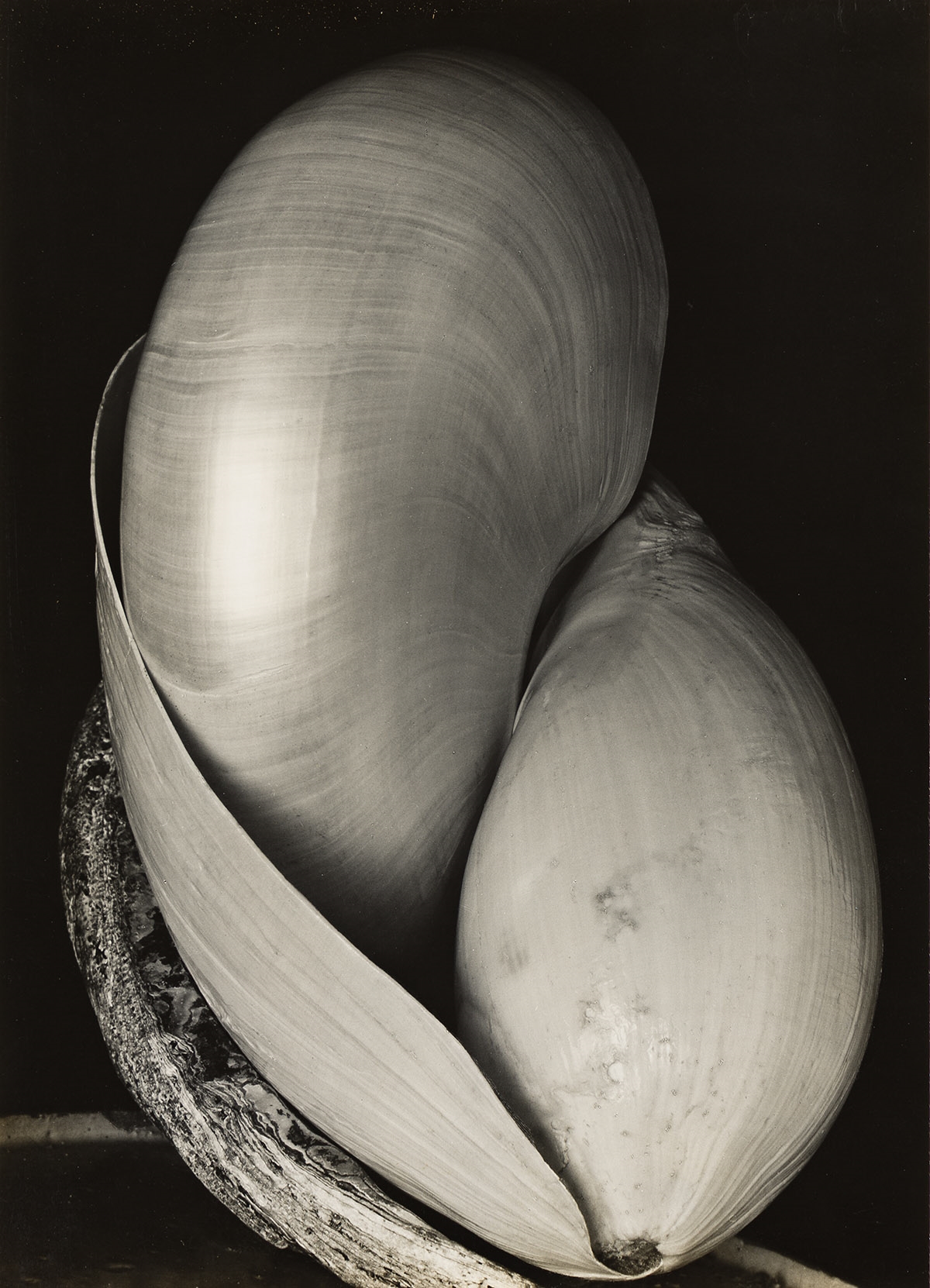 Edward Weston | EDWARD WESTON (1886-1958) | MutualArt