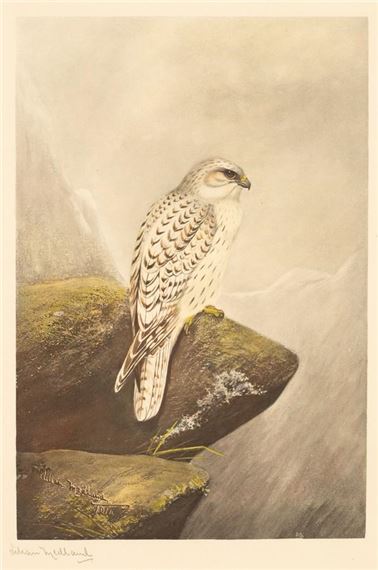 Lilian Marguerite Medland | Saker Falcon | MutualArt