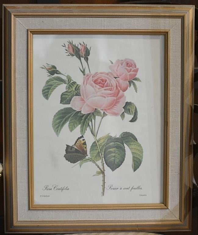 Pierre-Joseph Redoute | ROSA CENTIFOLIA | MutualArt