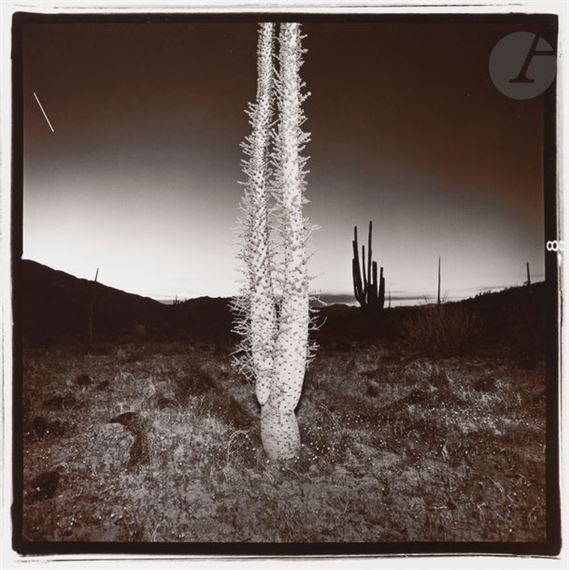 Richard Misrach | Boojum Tree, 1977. (1977) | MutualArt