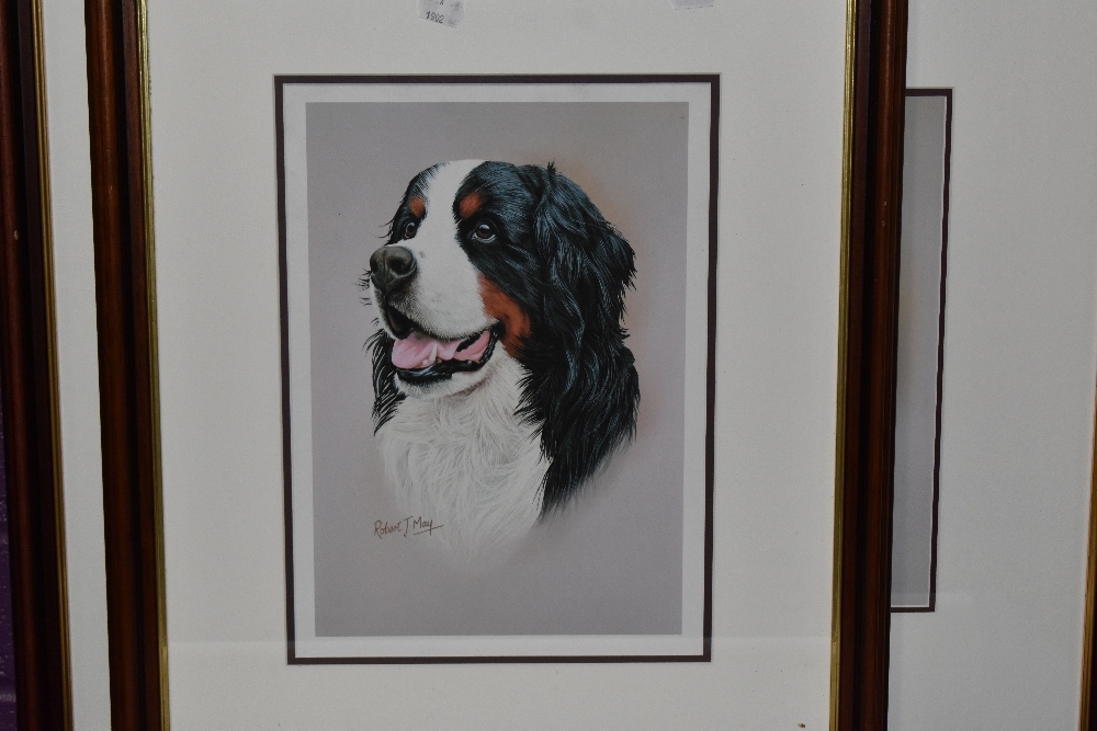 Robert J. May | Portraits of a Bernese Mountain dog | MutualArt