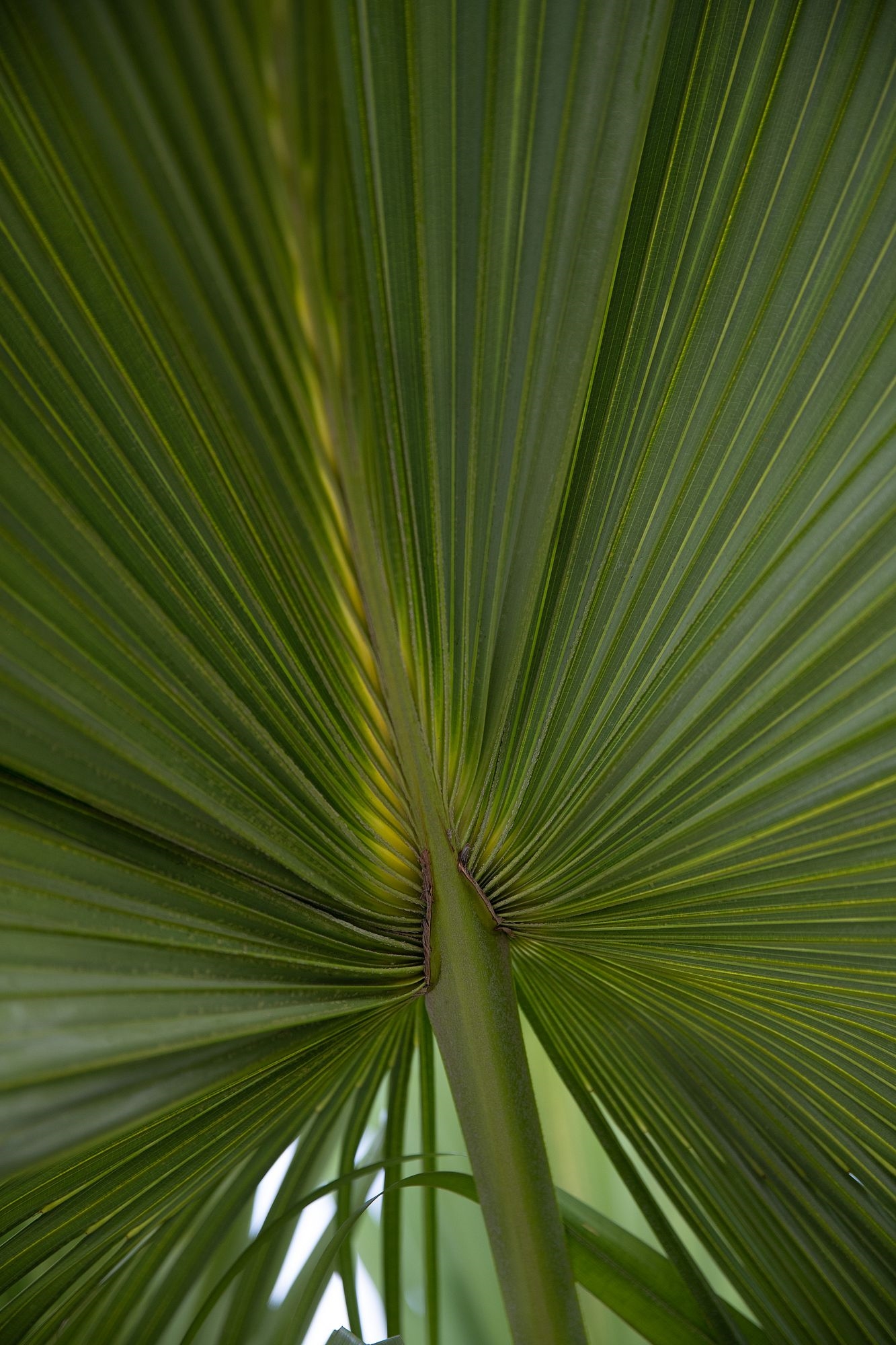 Susan Szantosi | Palm Leaf | MutualArt