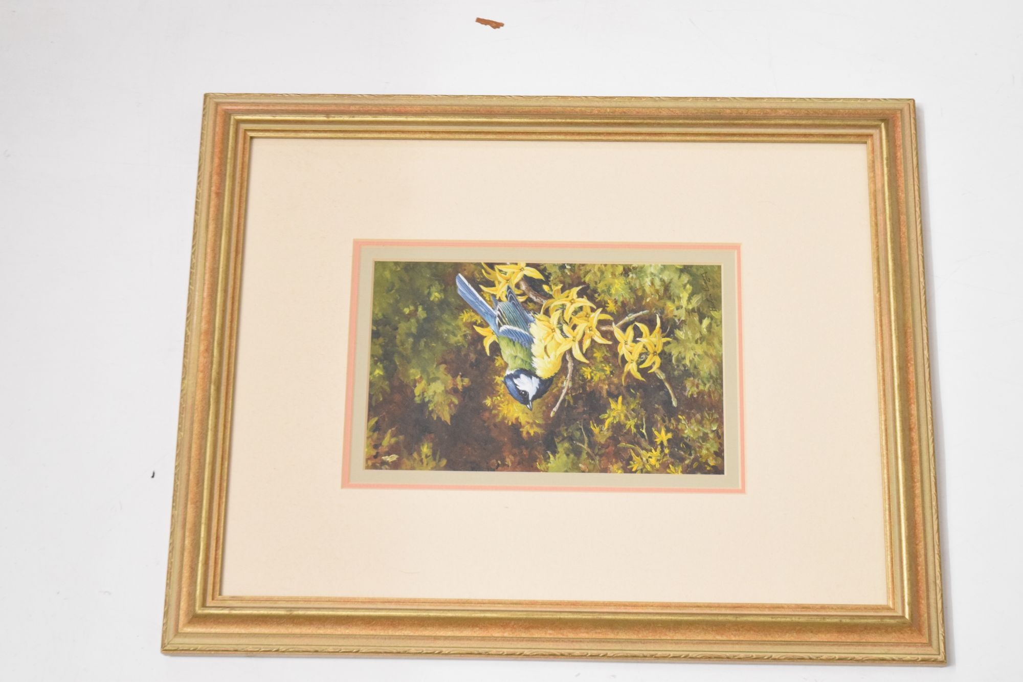 Martin Rumary | Two gouache bird studies - Blue Tit | MutualArt