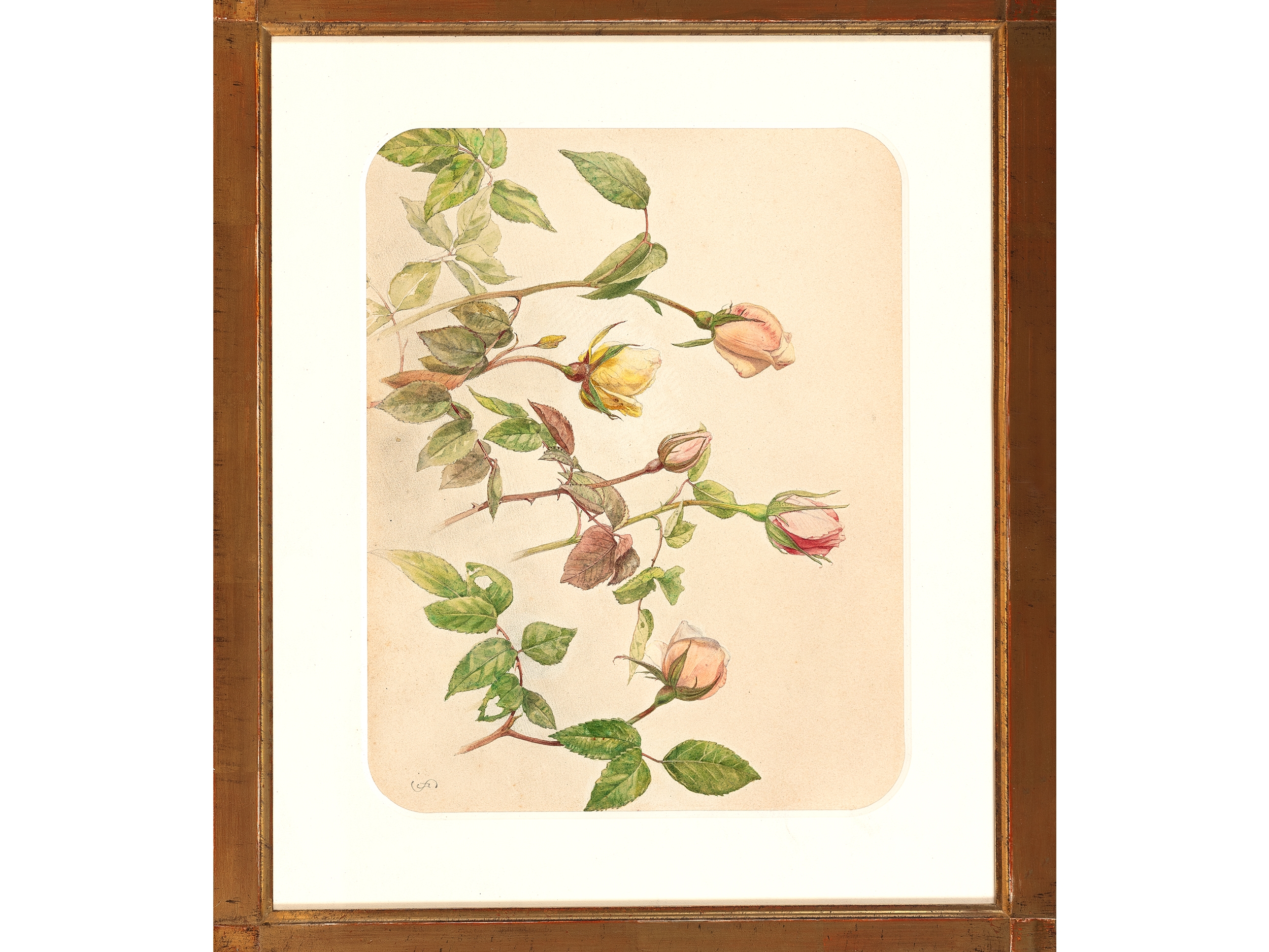 Josef Schuster | Study sheet with roses | MutualArt