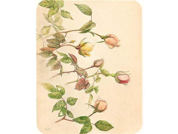 Josef Schuster | Study sheet with roses | MutualArt