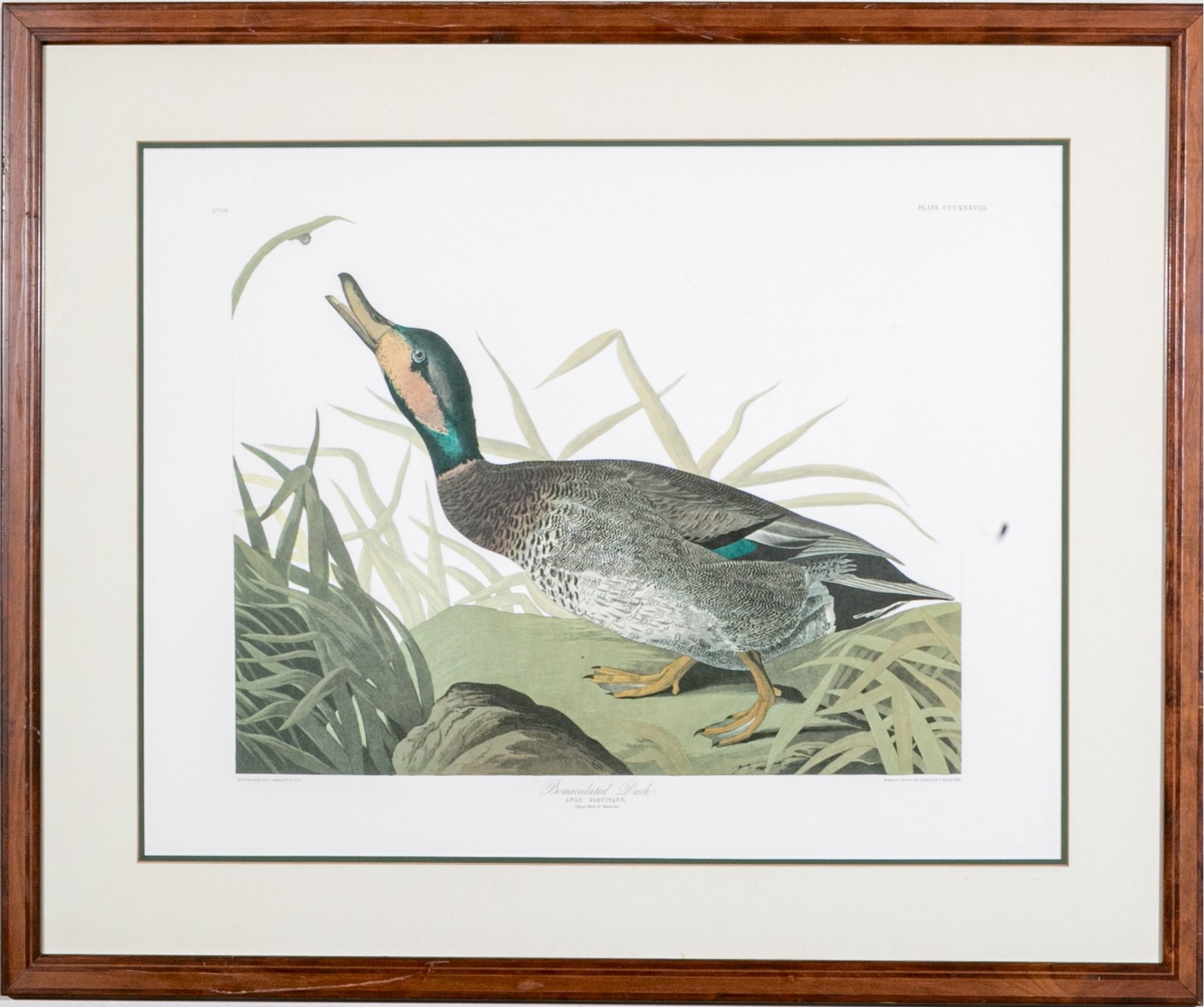John James Audubon | Bemaculated Duck (1836) | MutualArt
