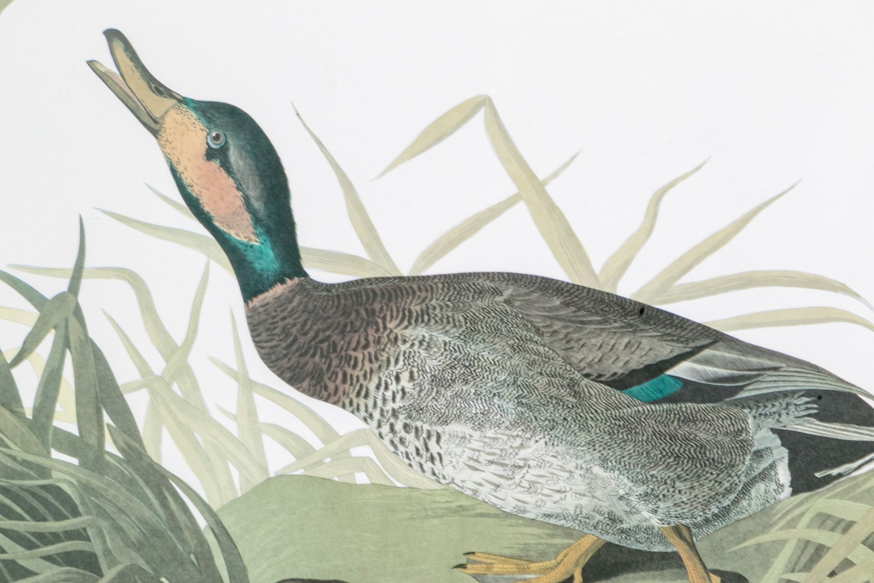John James Audubon | Bemaculated Duck (1836) | MutualArt