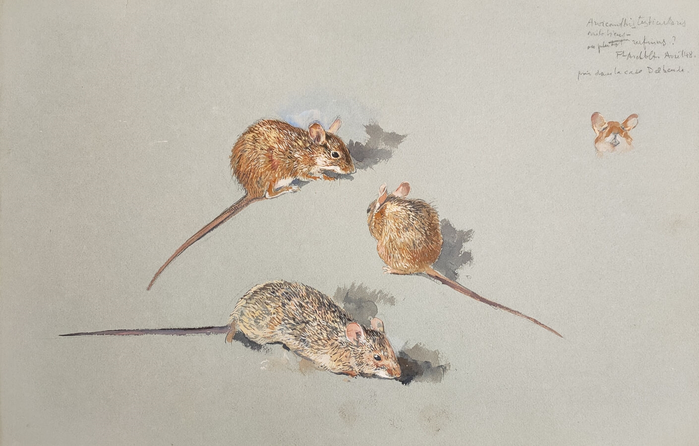 Roger Reboussin | Rats (1948) | MutualArt