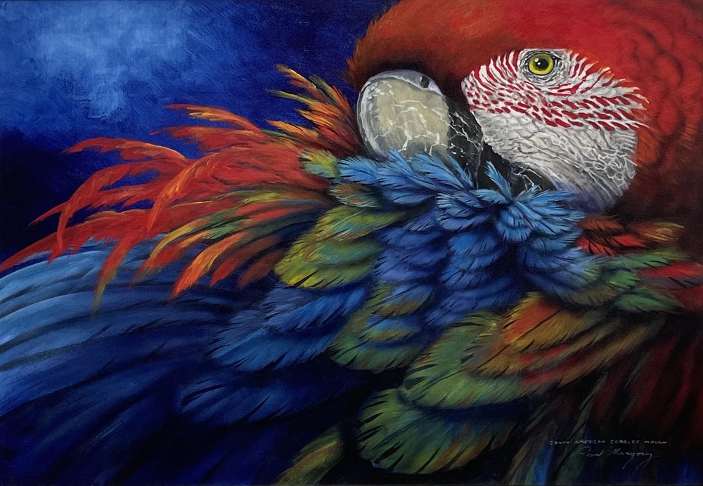 Paul Margocsy | South American Scarlet Macaw | MutualArt