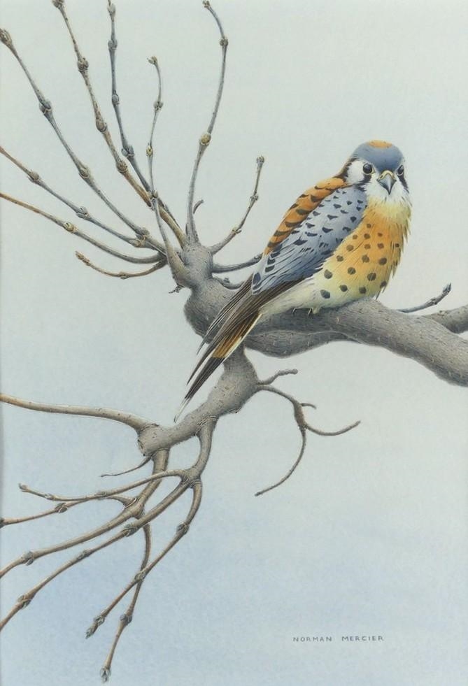 Norman Mercer | Original watercolour on paper depicting a bluebird on ...