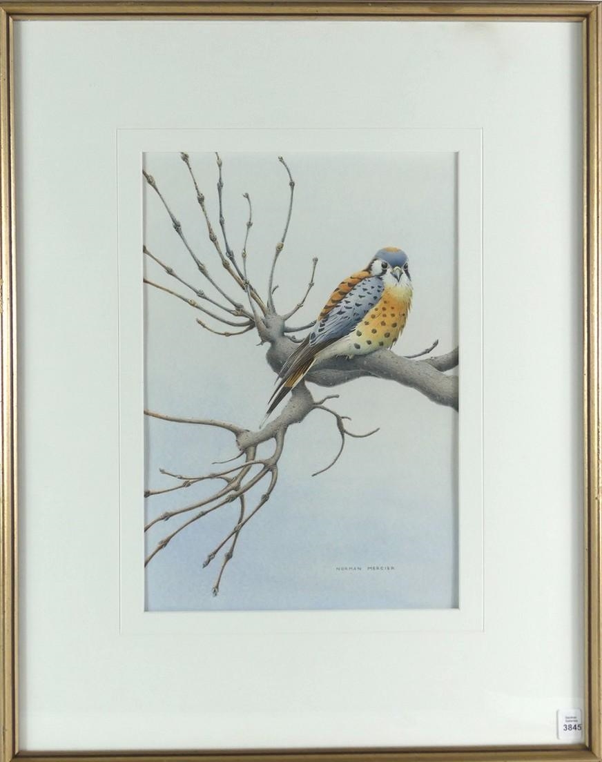 Norman Mercer | Original watercolour on paper depicting a bluebird on branch | MutualArt