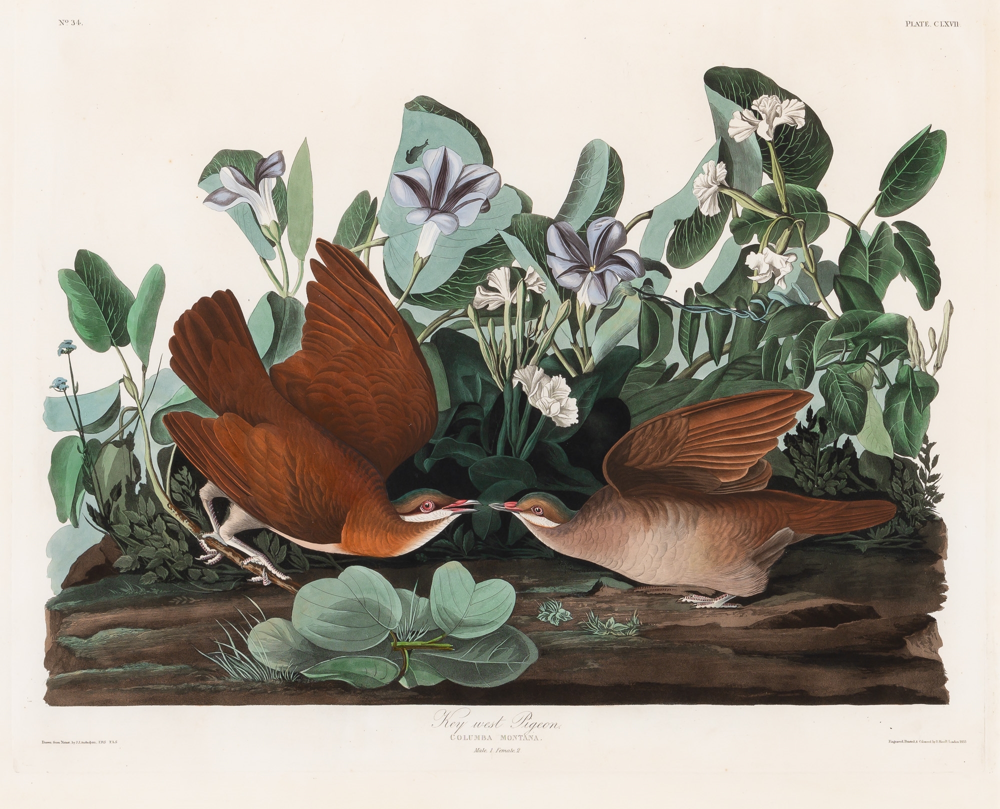 John James Audubon | Birds of America | MutualArt