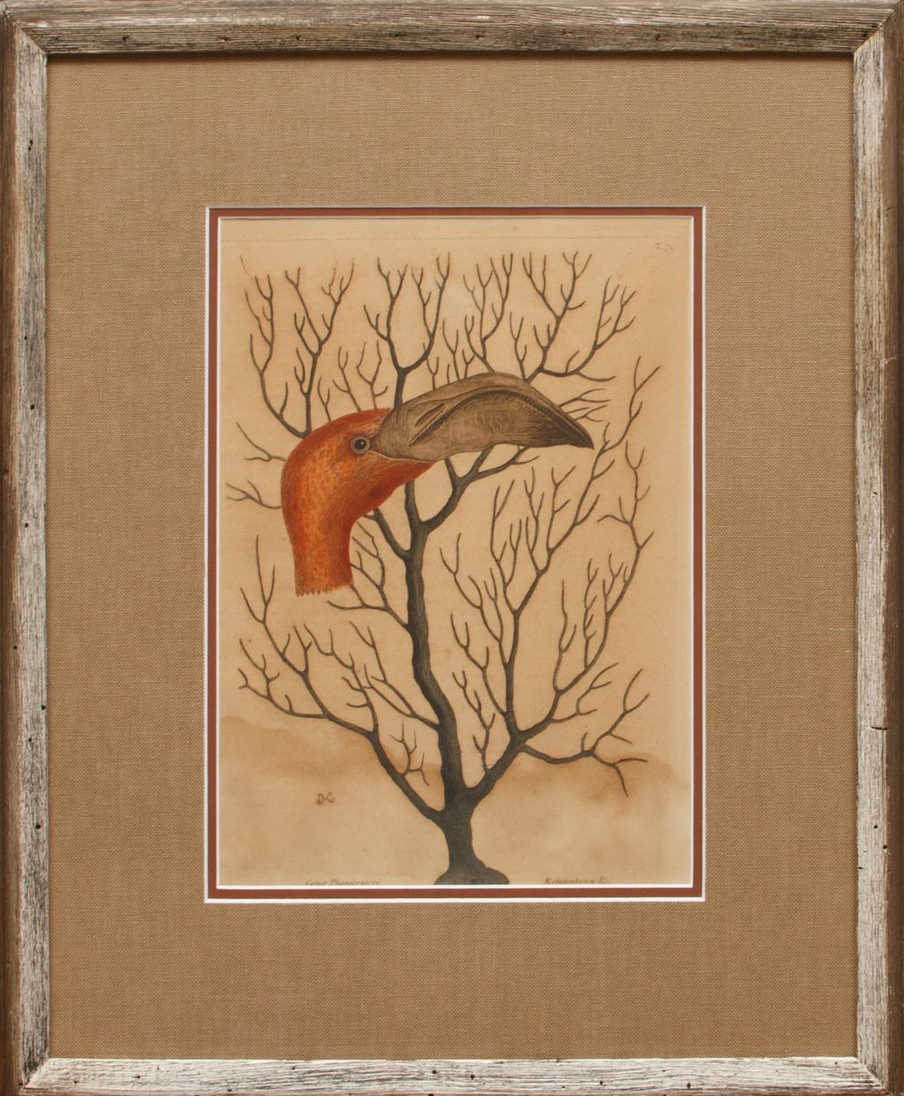 Mark Catesby | Bill of the Flamingo with Gorgonian | MutualArt