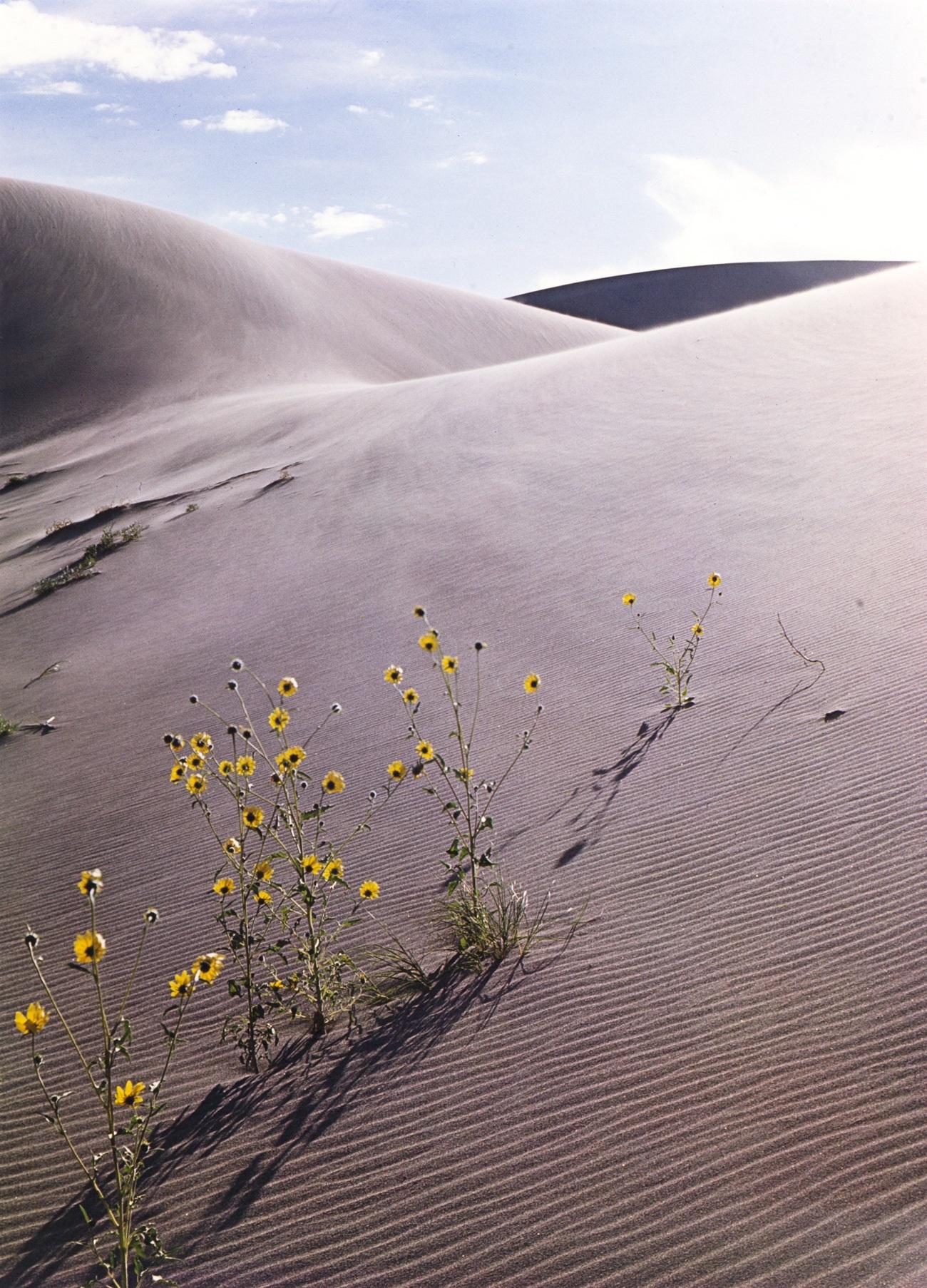 Eliot Porter | Iceland, Portfolio II (Twelve Photographs), 1975 (1975 ...