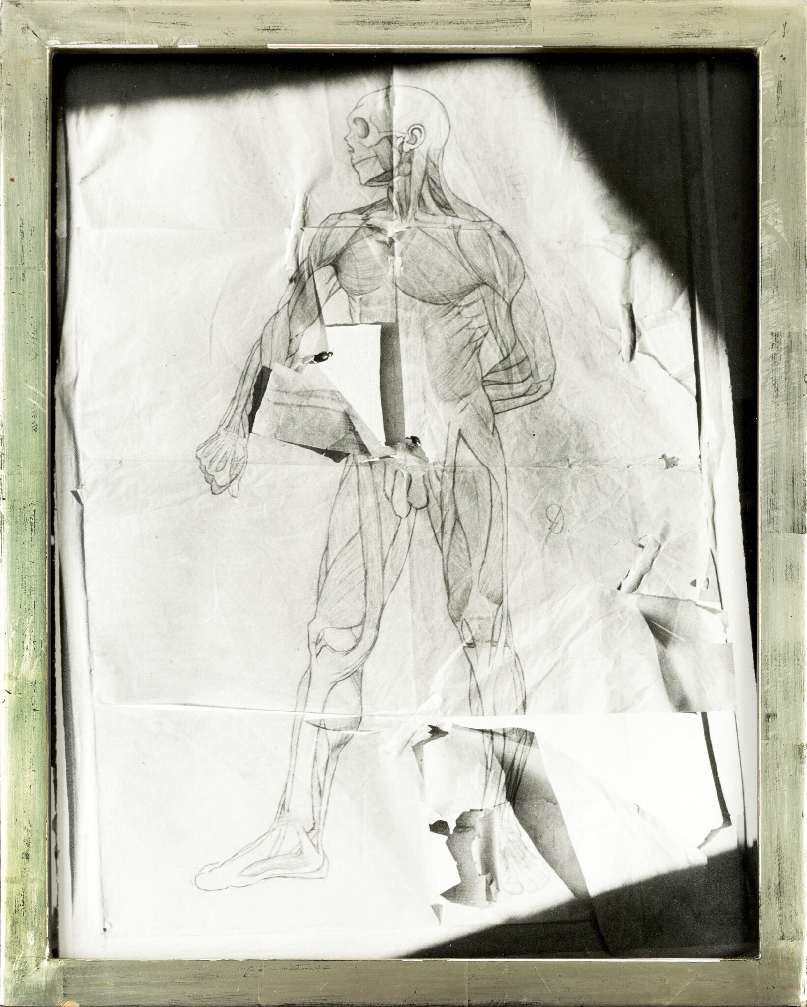 Emila Medková | Anatomical drawing (1949) | MutualArt
