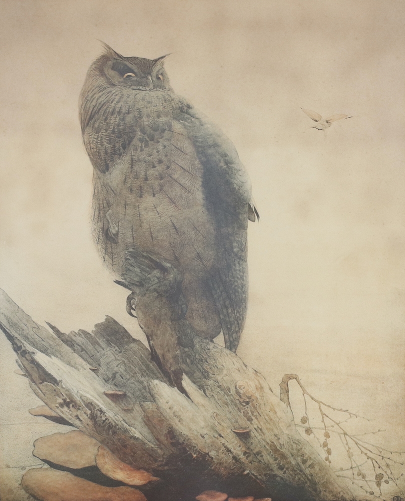 Edward Julius Detmold | The Great Eagle Owl | MutualArt
