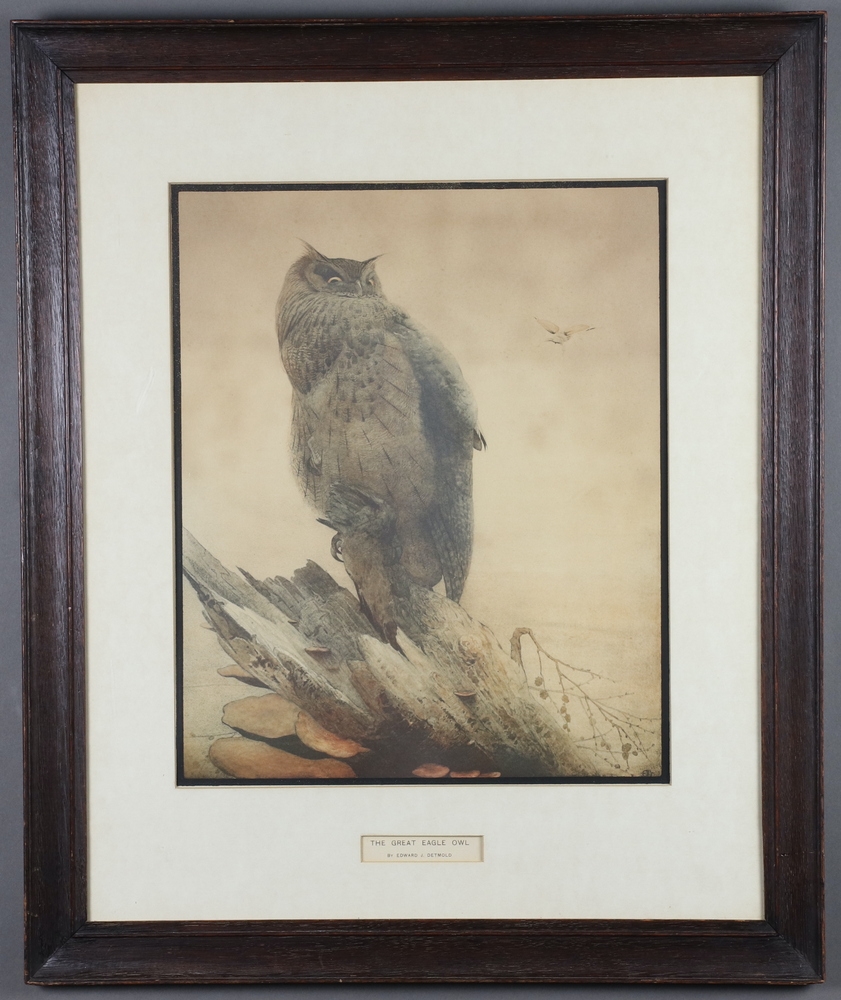 Edward Julius Detmold | The Great Eagle Owl | MutualArt