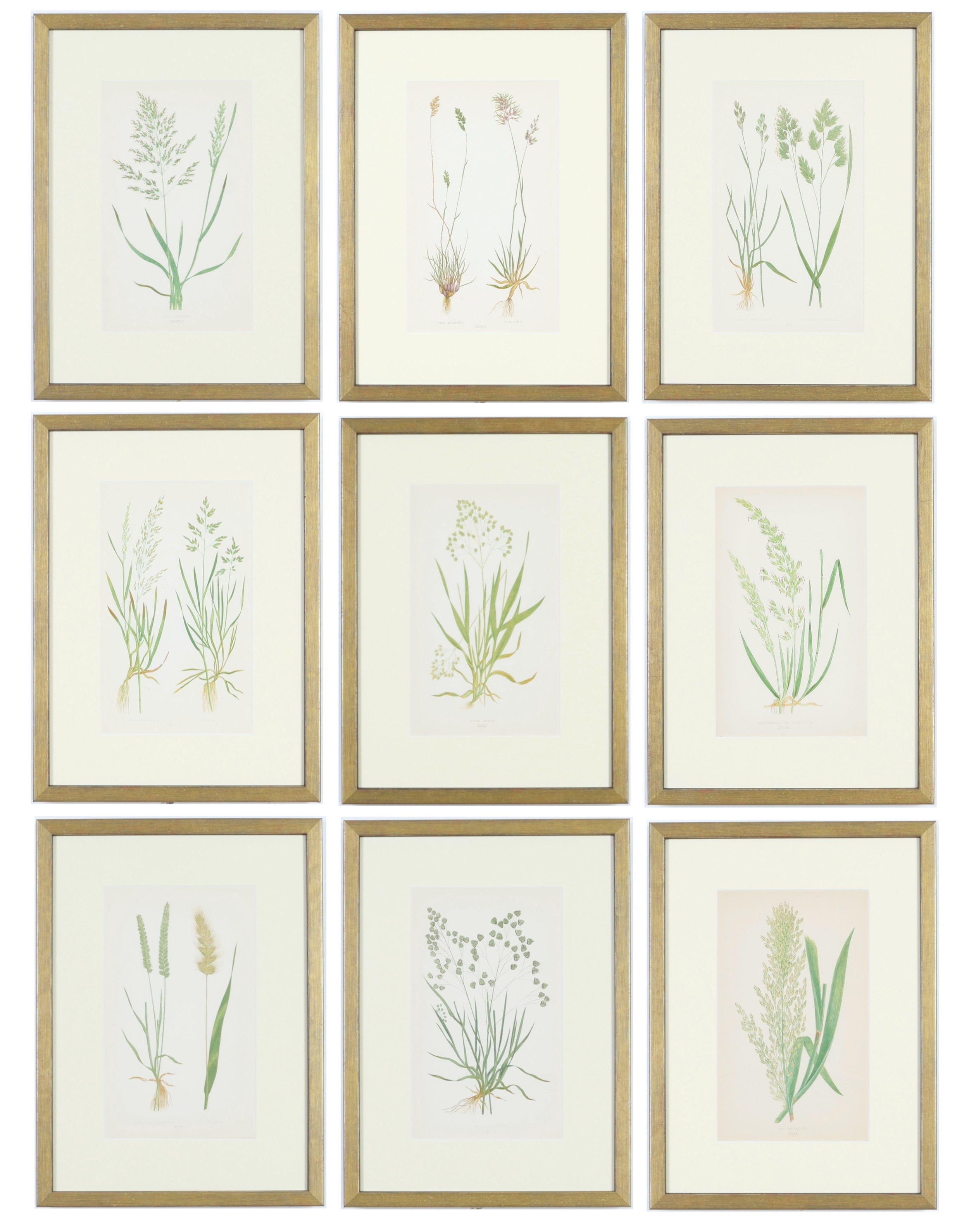 Edward Joseph Lowe | set of nine botanical prints | MutualArt