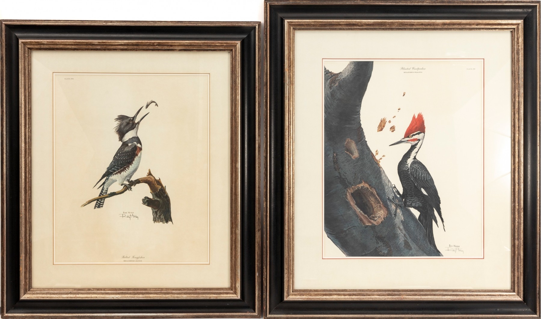 Ray Harm | Belted Kingfisher | MutualArt