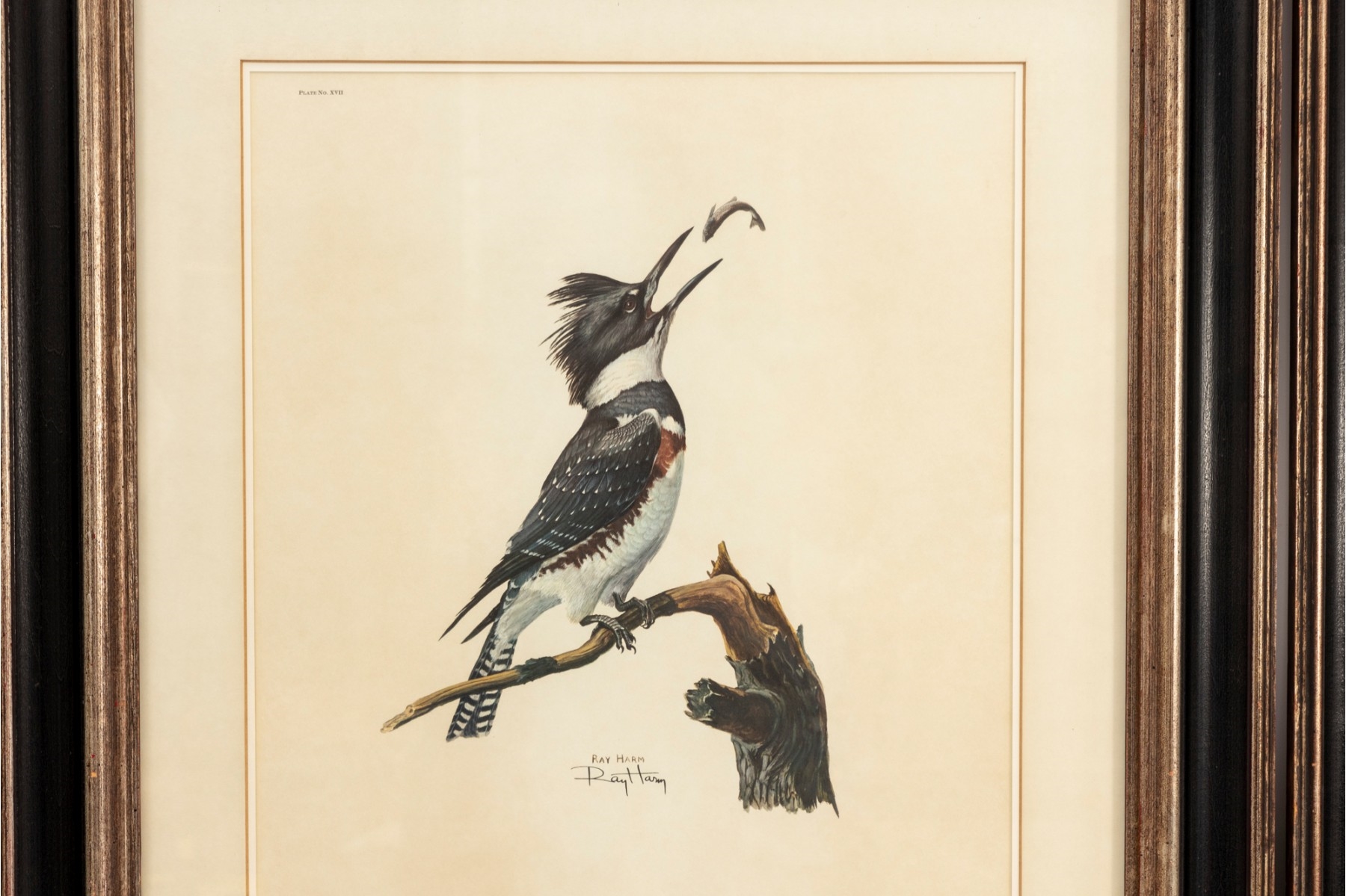 Ray Harm | Belted Kingfisher | MutualArt