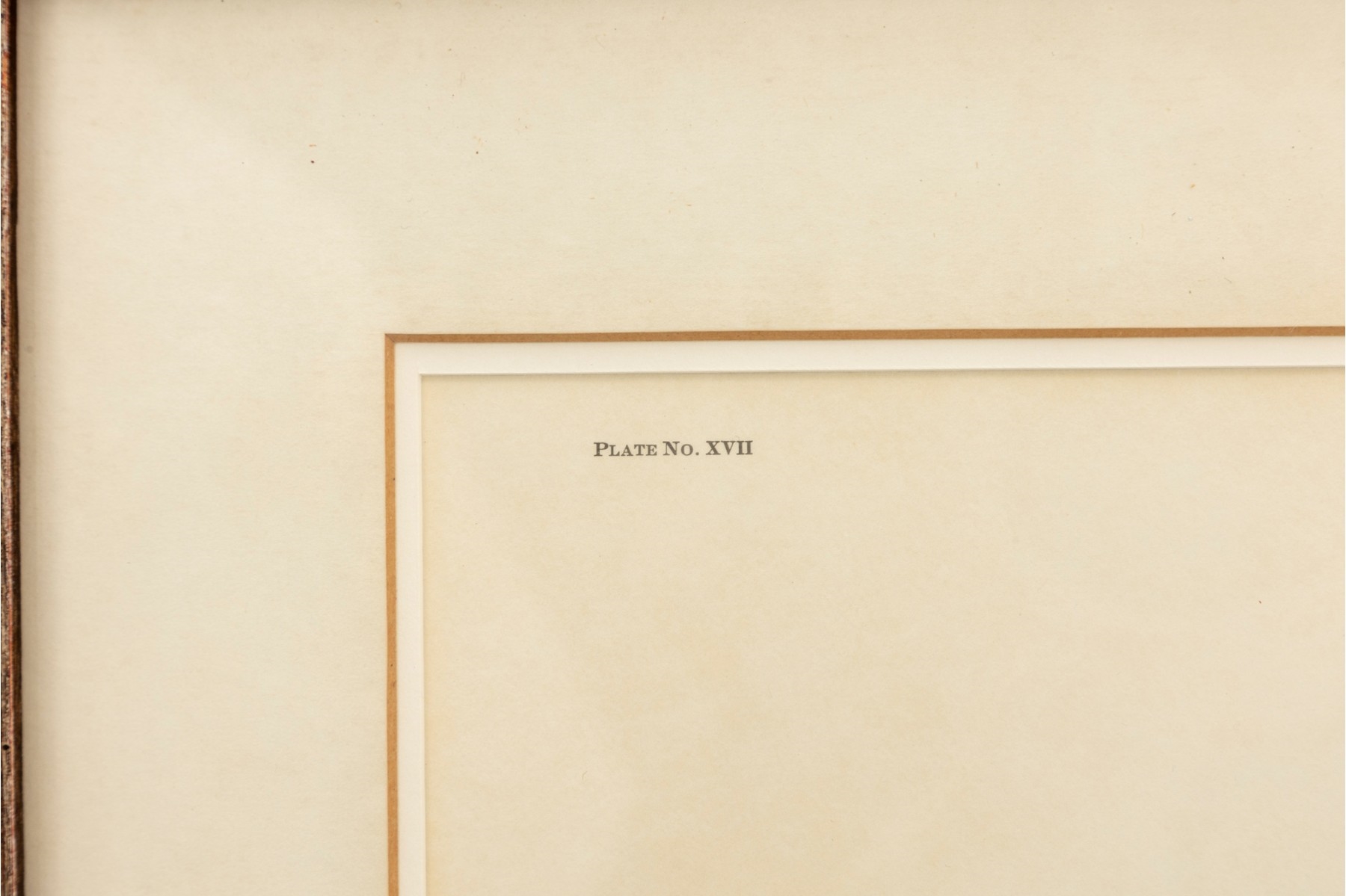 Ray Harm | Belted Kingfisher | MutualArt