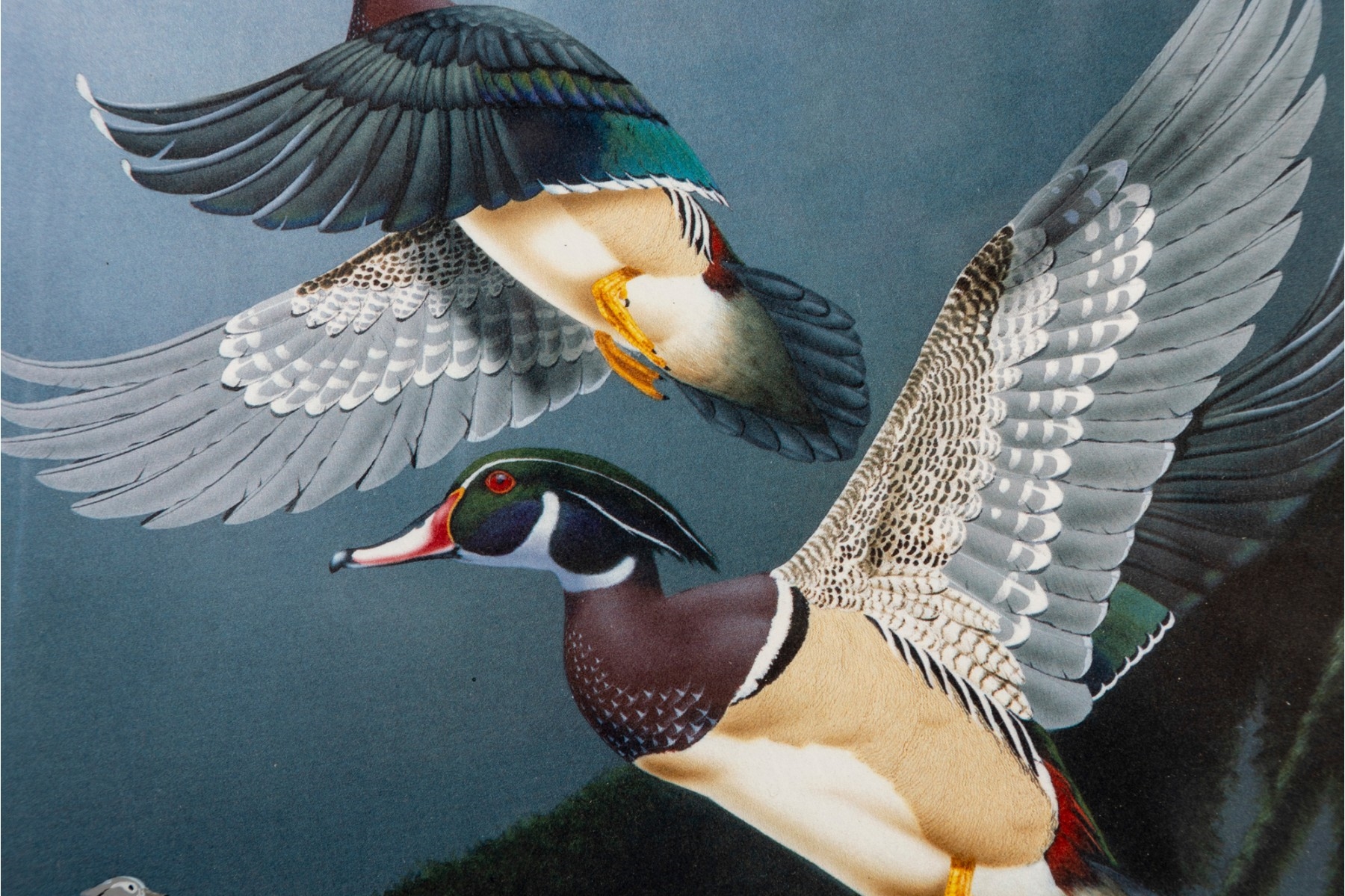 Donald Nicholson Miller | Wood Duck (1999) | MutualArt