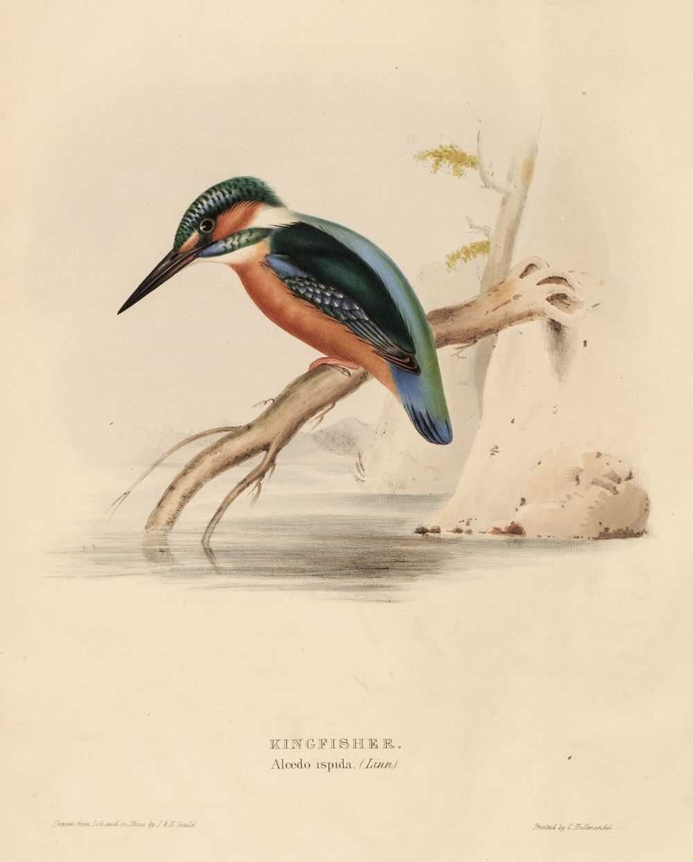 John Gould | The Birds of Europe (1837) | MutualArt