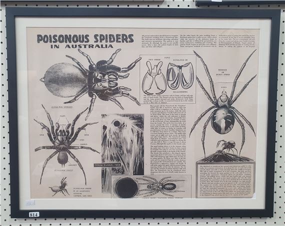 John Curtis | POISONOUS SPIDERS IN AUSTRALIA (1950) | MutualArt