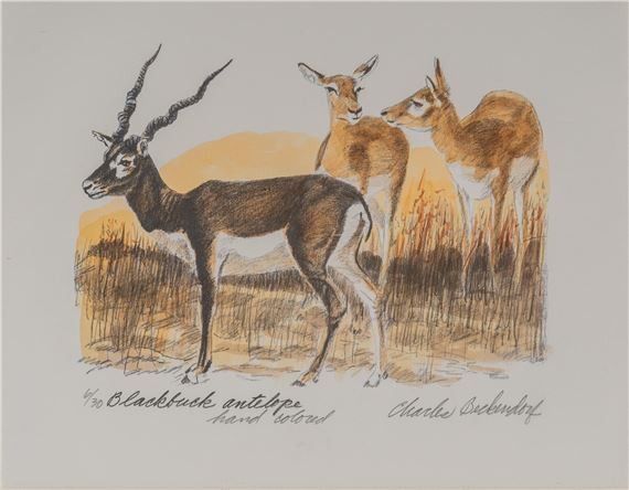 Charles Beckendorf | Blackbuck Antelope | MutualArt