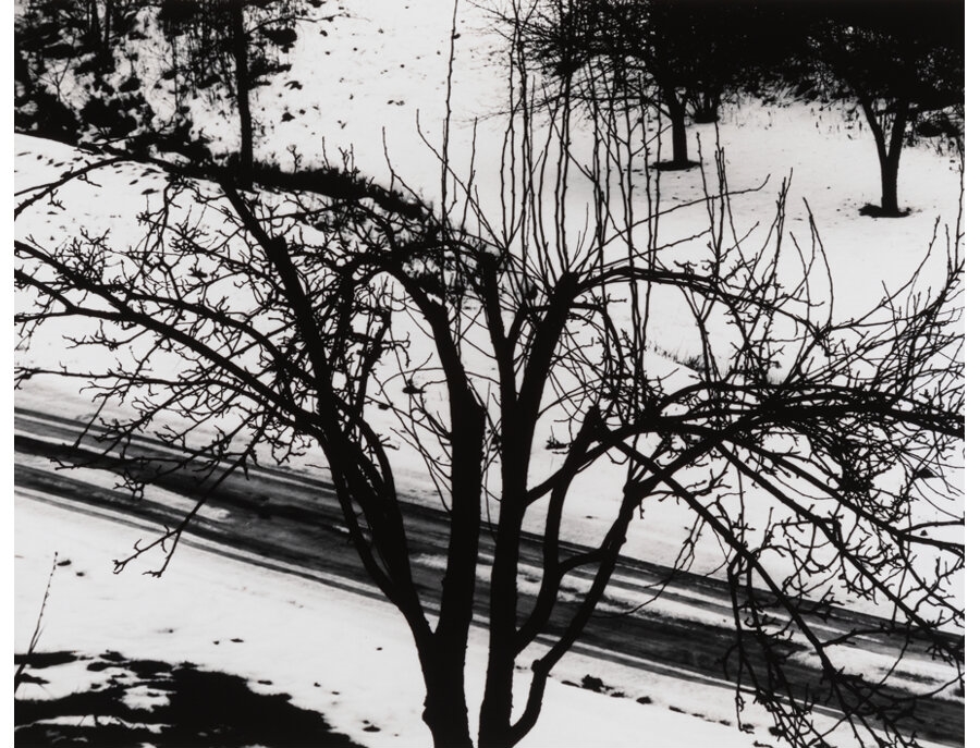 Walter Chappell | Metaflora Series: Queen Anne's Lace #2, Occidental ...