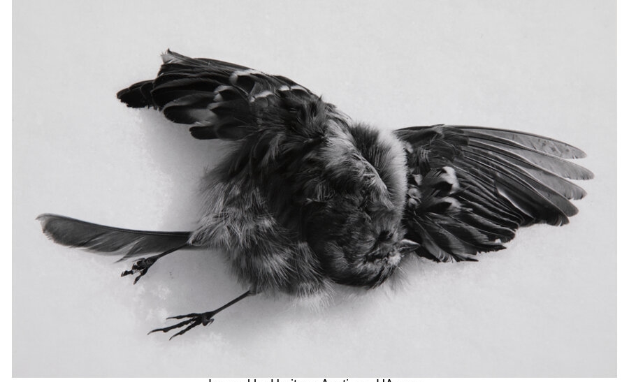David Currie | Untitled (Dead Bird) (1963) | MutualArt
