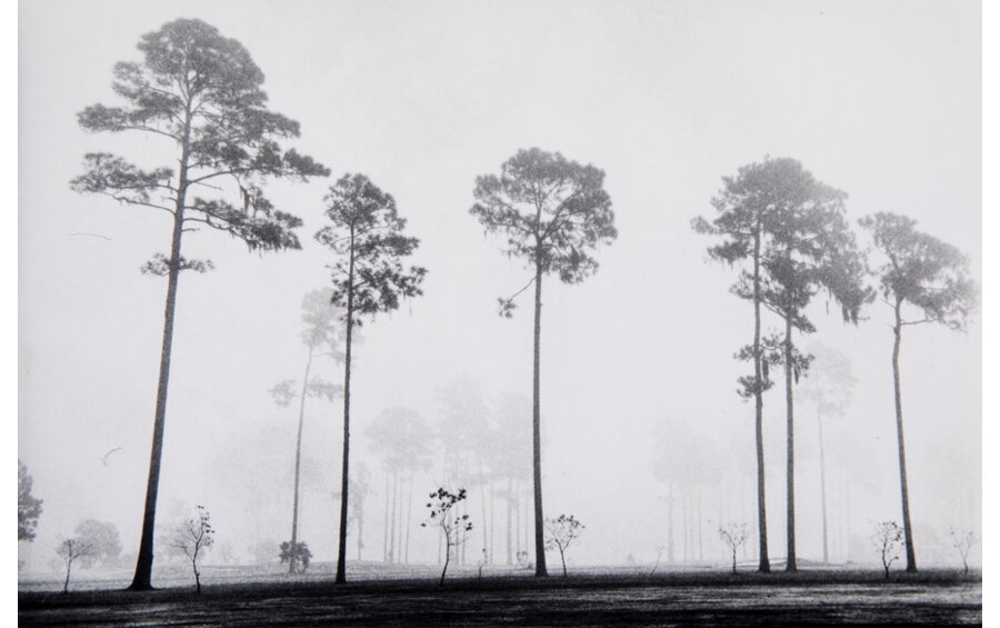 Larry Colwell | Untitled (Fog and Trees) (Circa 1960s) | MutualArt