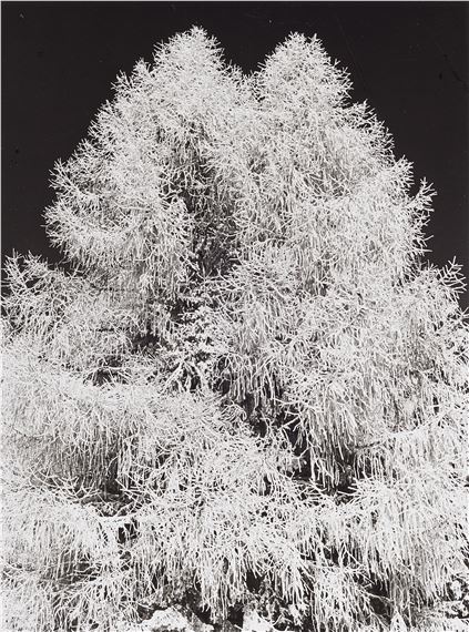 Wolf Strache | ABSCHWUNG VOM HOCHRECK (1936) | MutualArt